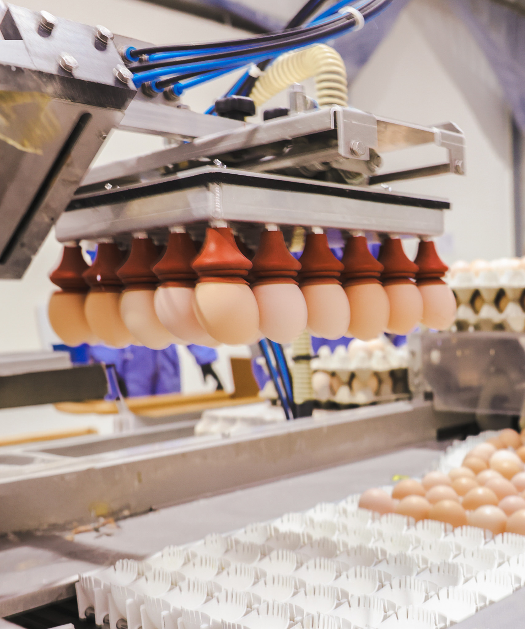 Broiler Hatching Eggs - Osool Poultry