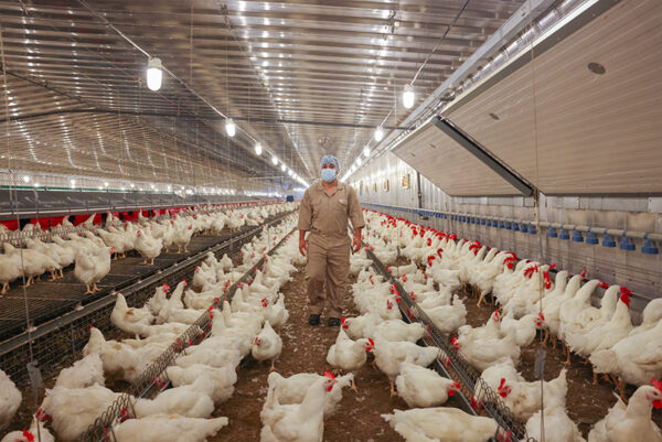 Production Farms - Osool Poultry