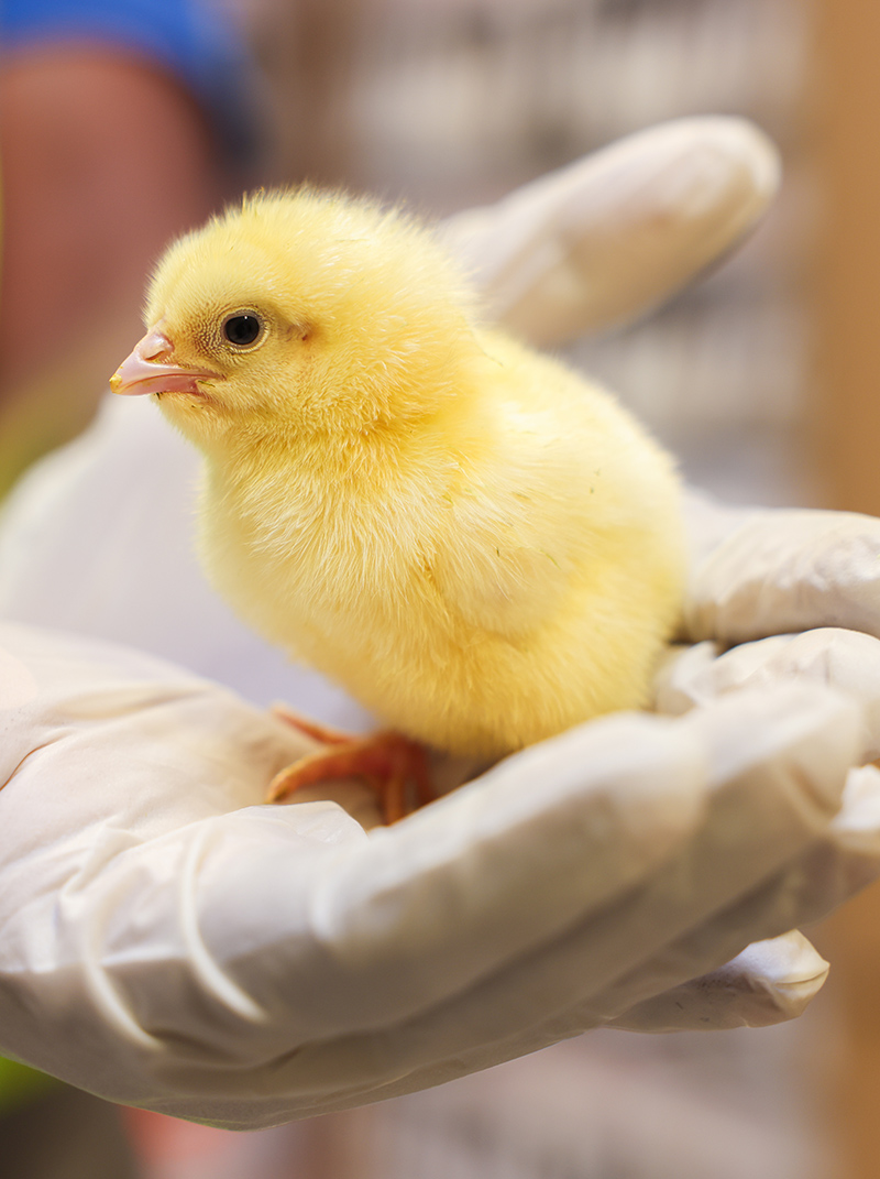Rearing Farms - Osool Poultry